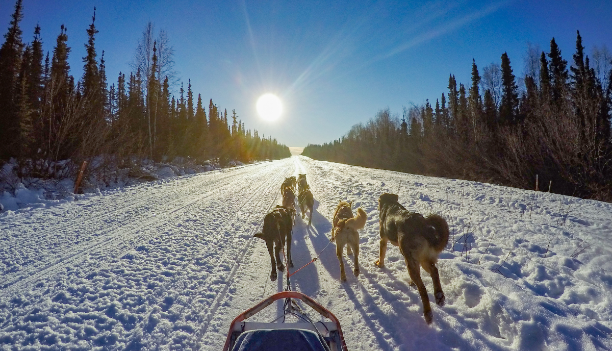 Dog Sledding | White Mountains, NH Hotels | The Wentworth